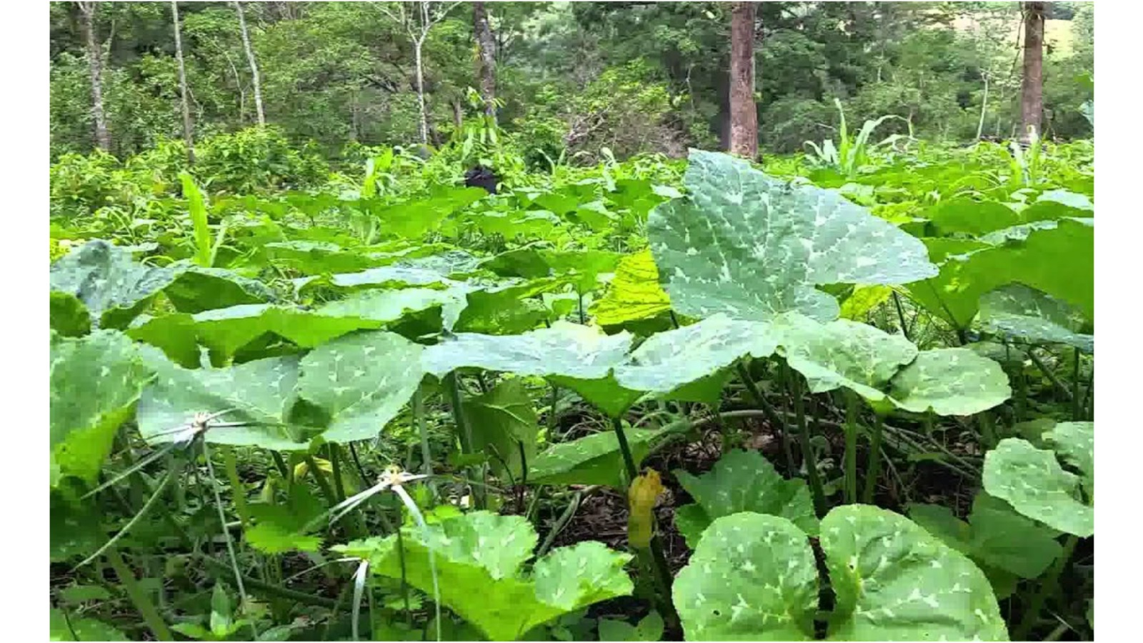 Presentan alternativas de técnicas agroecológicas para el cultivo del ...